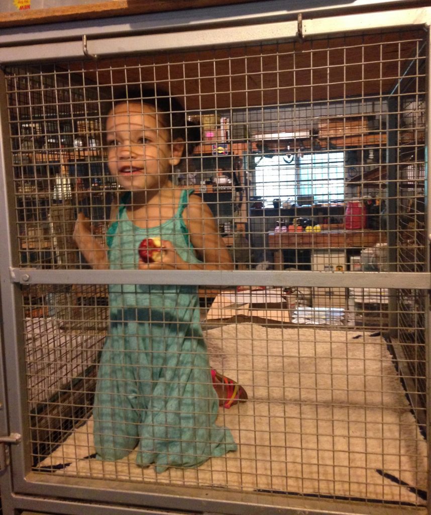 Crate Rental – Paws on the Mountain Greyhound Adoption