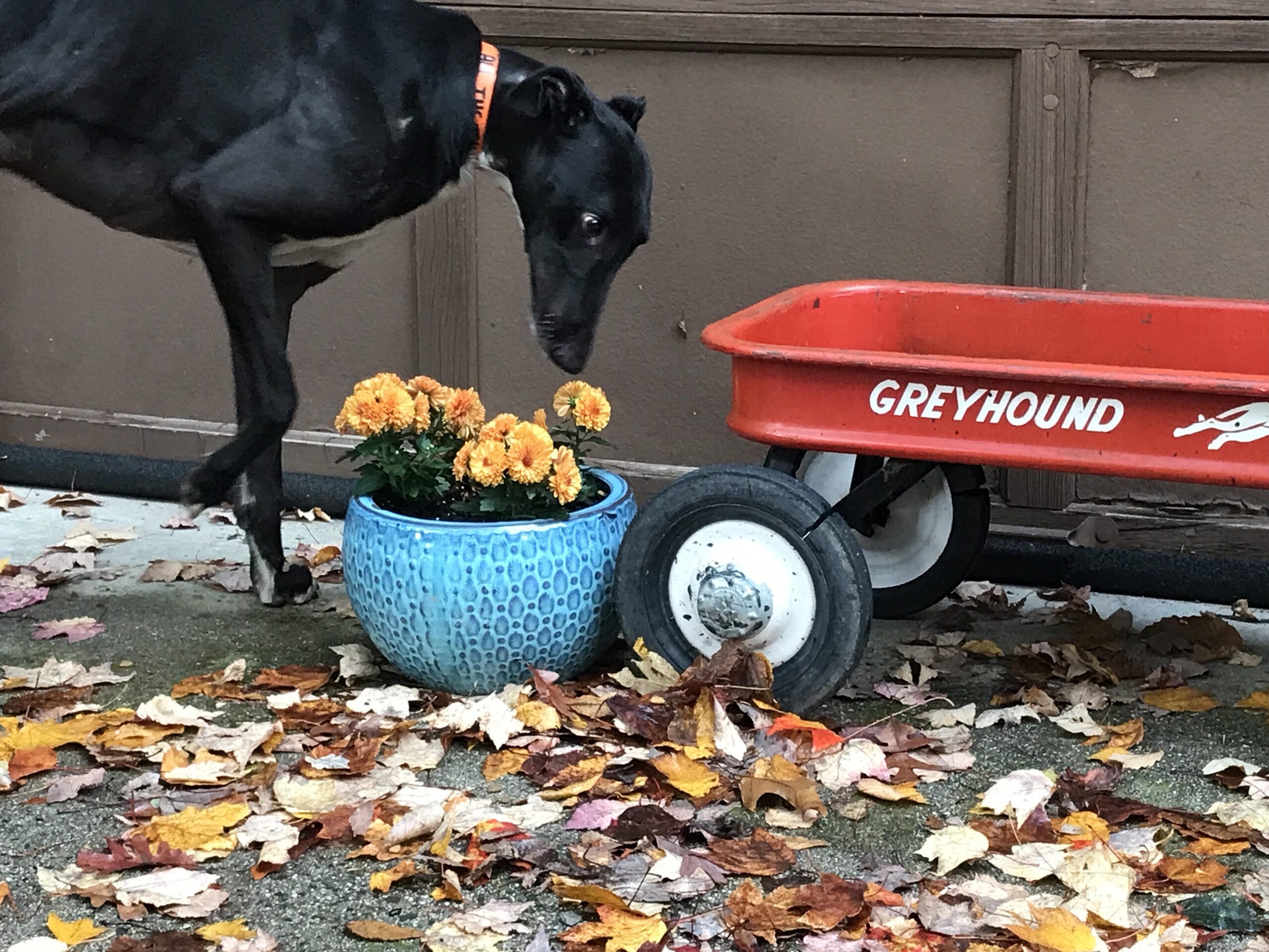 all things – Paws on the Mountain Greyhound Adoption