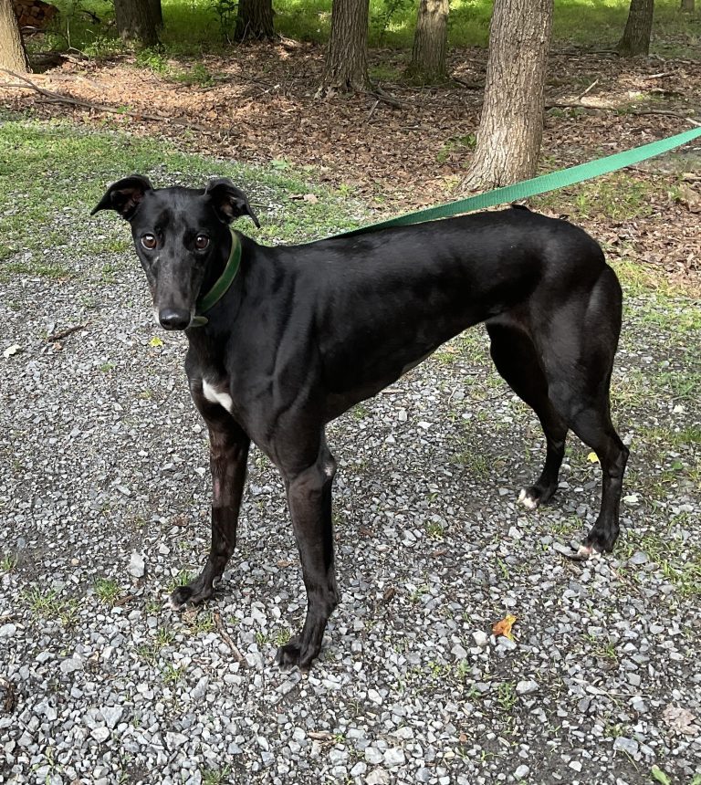 Outer limits. Lady – Paws on the Mountain Greyhound Adoption
