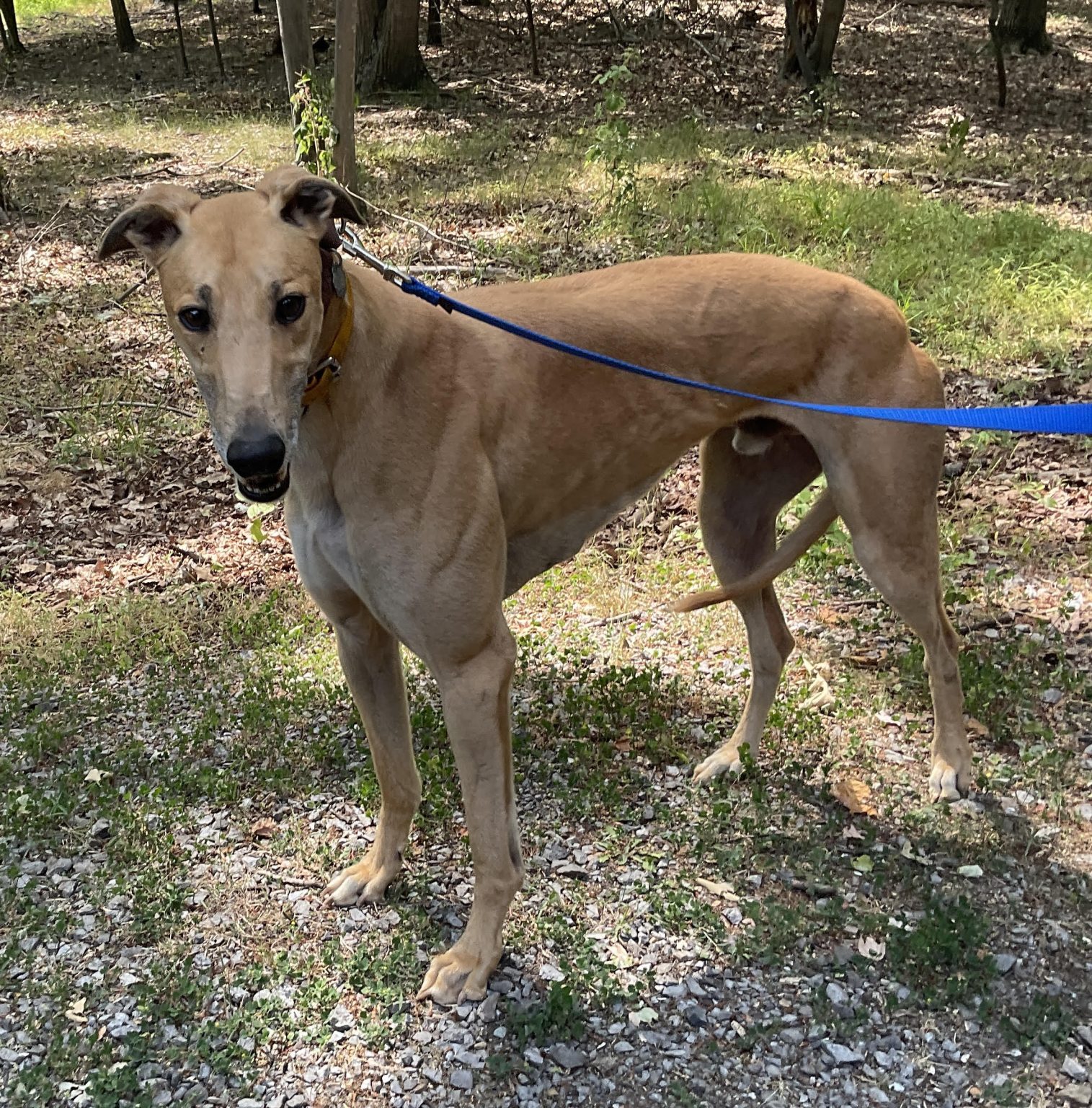 Round Robin – Paws on the Mountain Greyhound Adoption